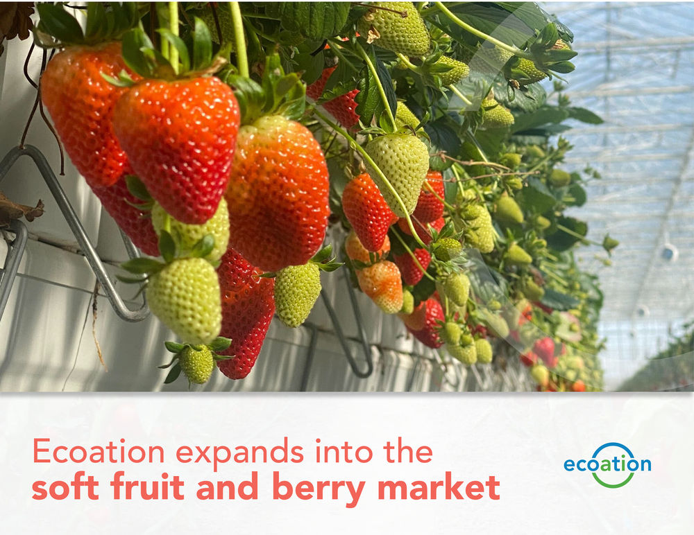 ecoation expands its offerings into the soft fruit and berry market