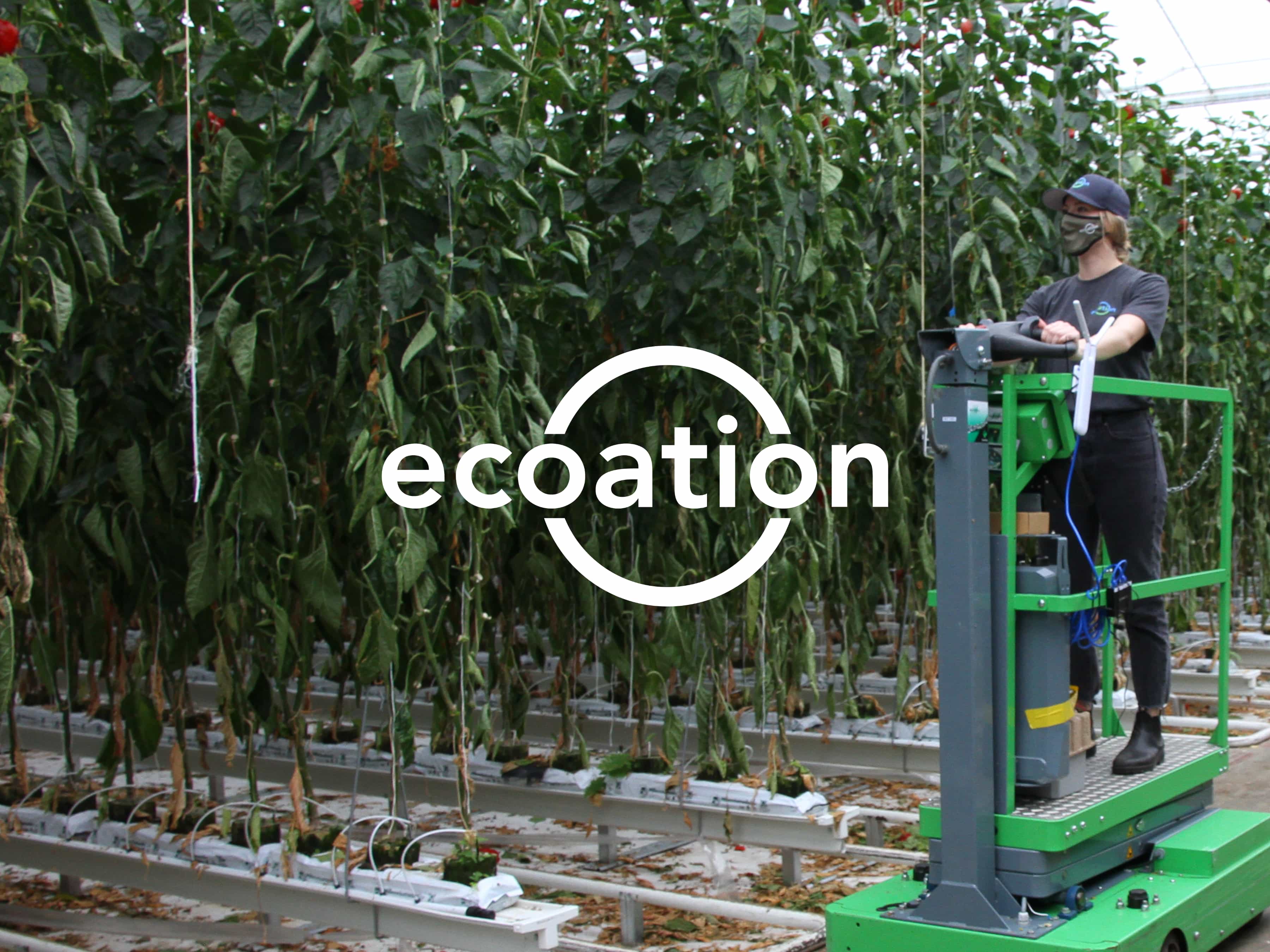 Making the most of Sticky Traps: How to Effectively Implement this IPM Tool