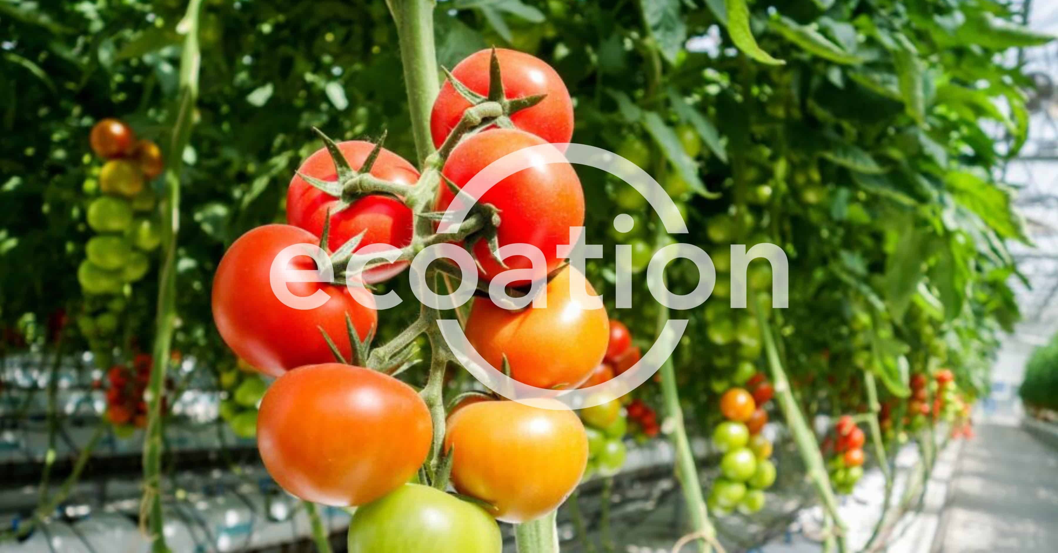 Reading a Tomato Plant Remotely: What Can A Grower See Using Ecoation's ...