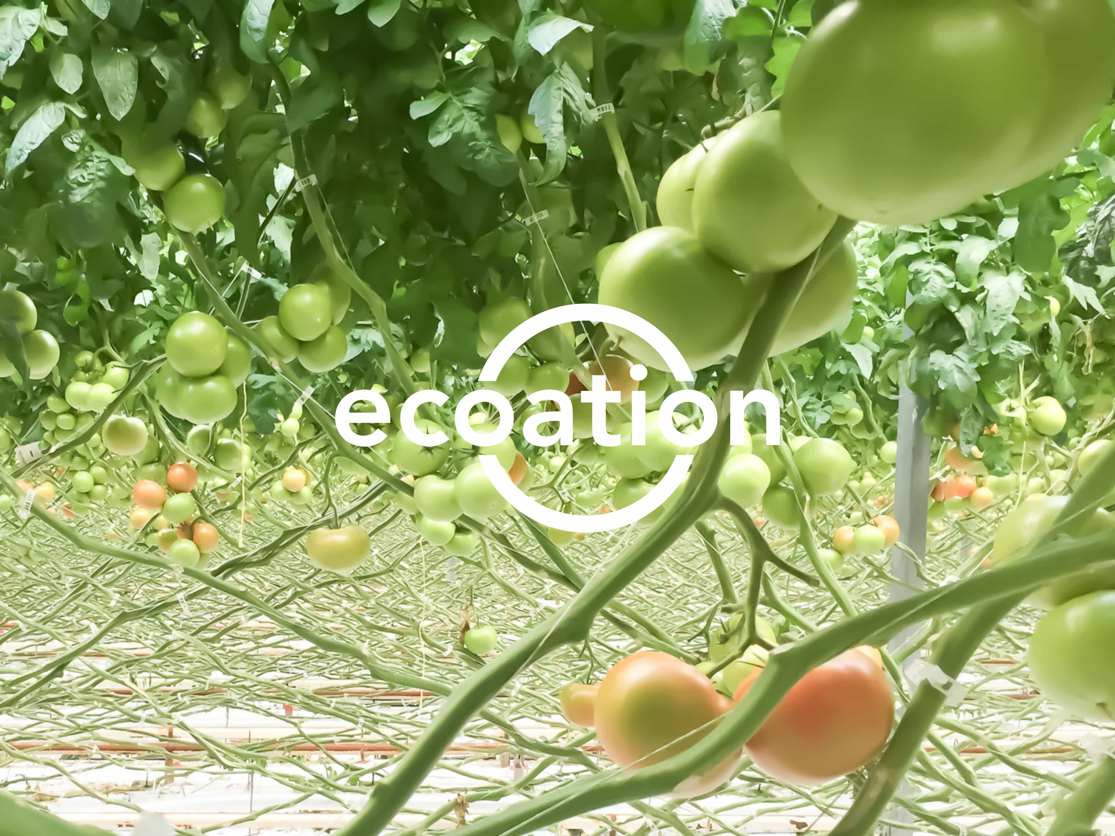 On Plant Intelligence